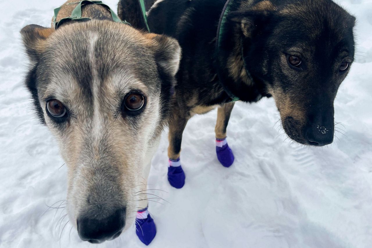 Alaska's Iditarod dogs get neon visibility harnesses after 5 were ...