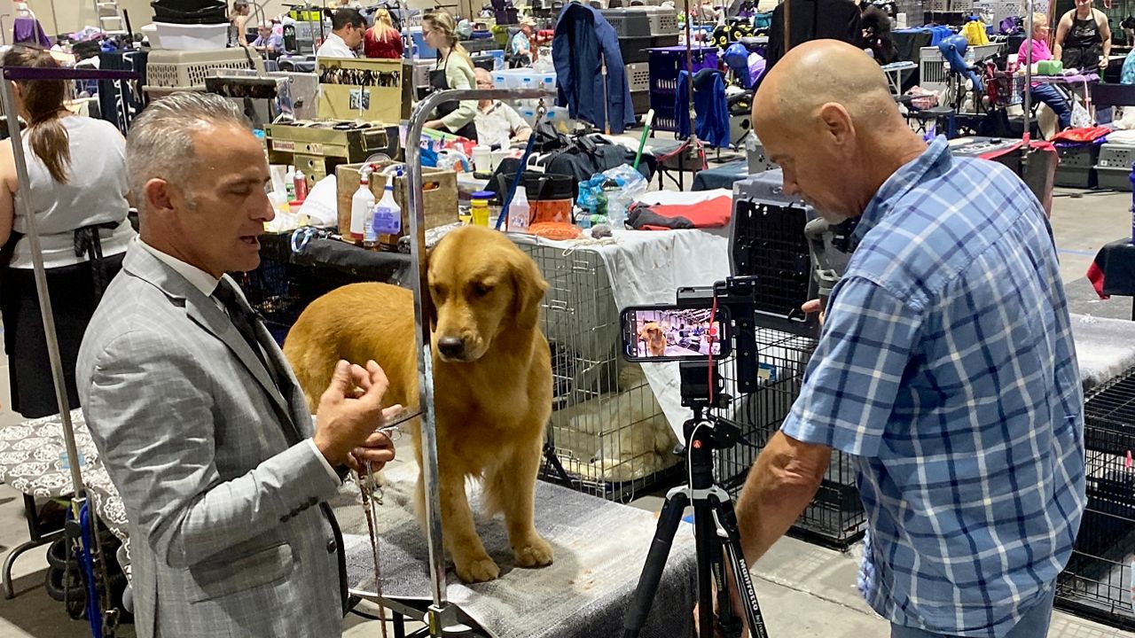 Westminster experience erases Dog Show jitters