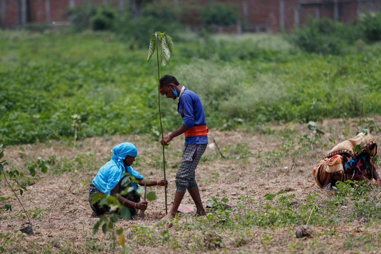 Indians plant millions of saplings amid mass campaign