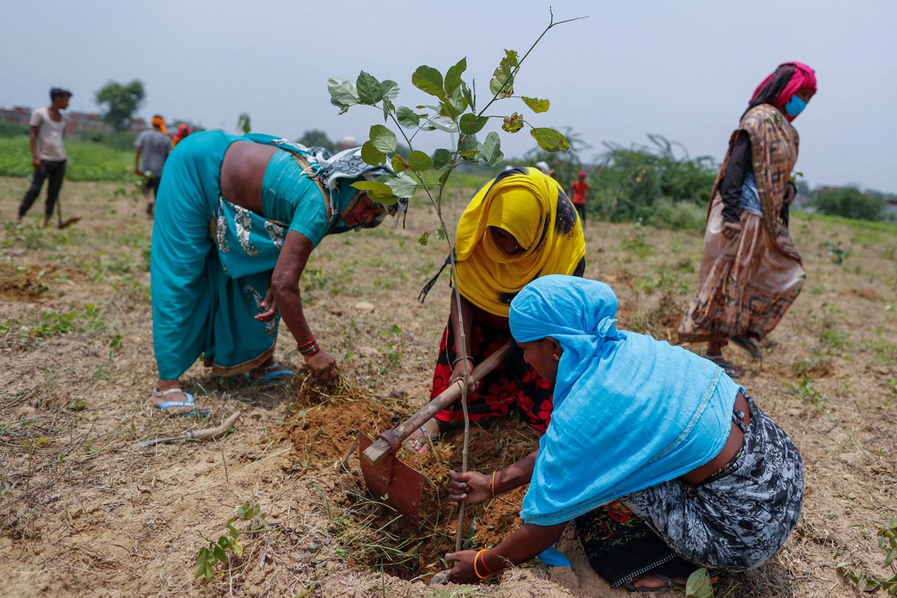 Indians plant millions of saplings amid mass campaign