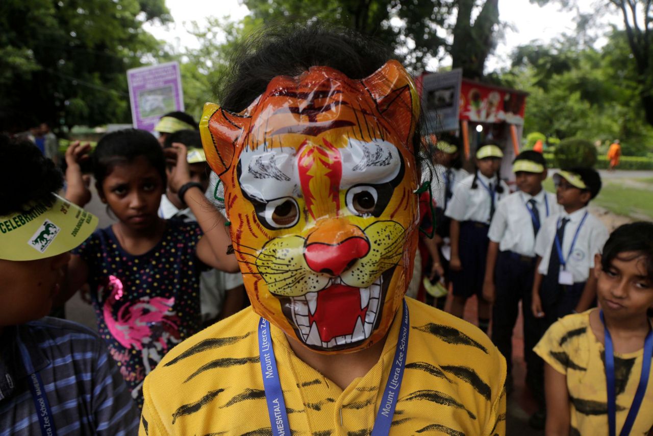 India's tiger population rises to nearly 3,000 animals