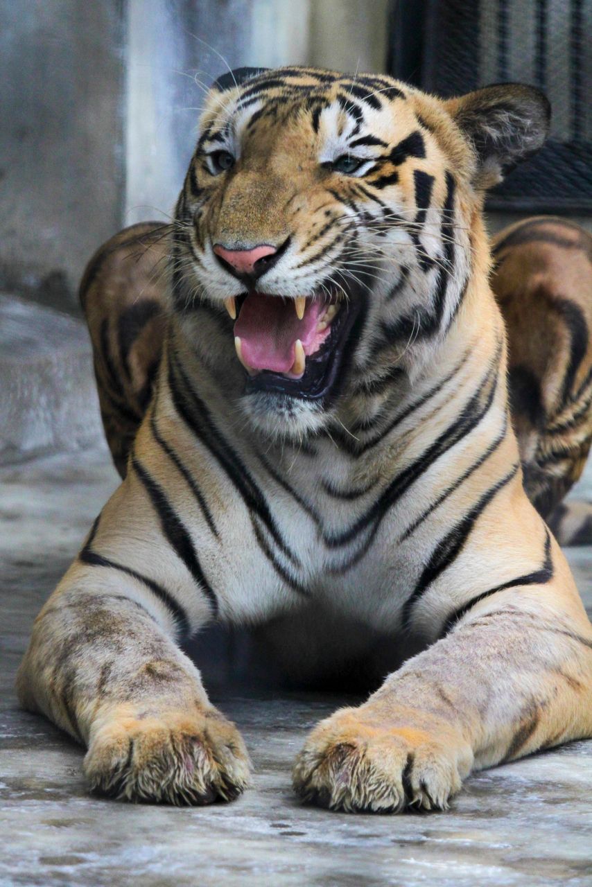 India's tiger population rises to nearly 3,000 animals