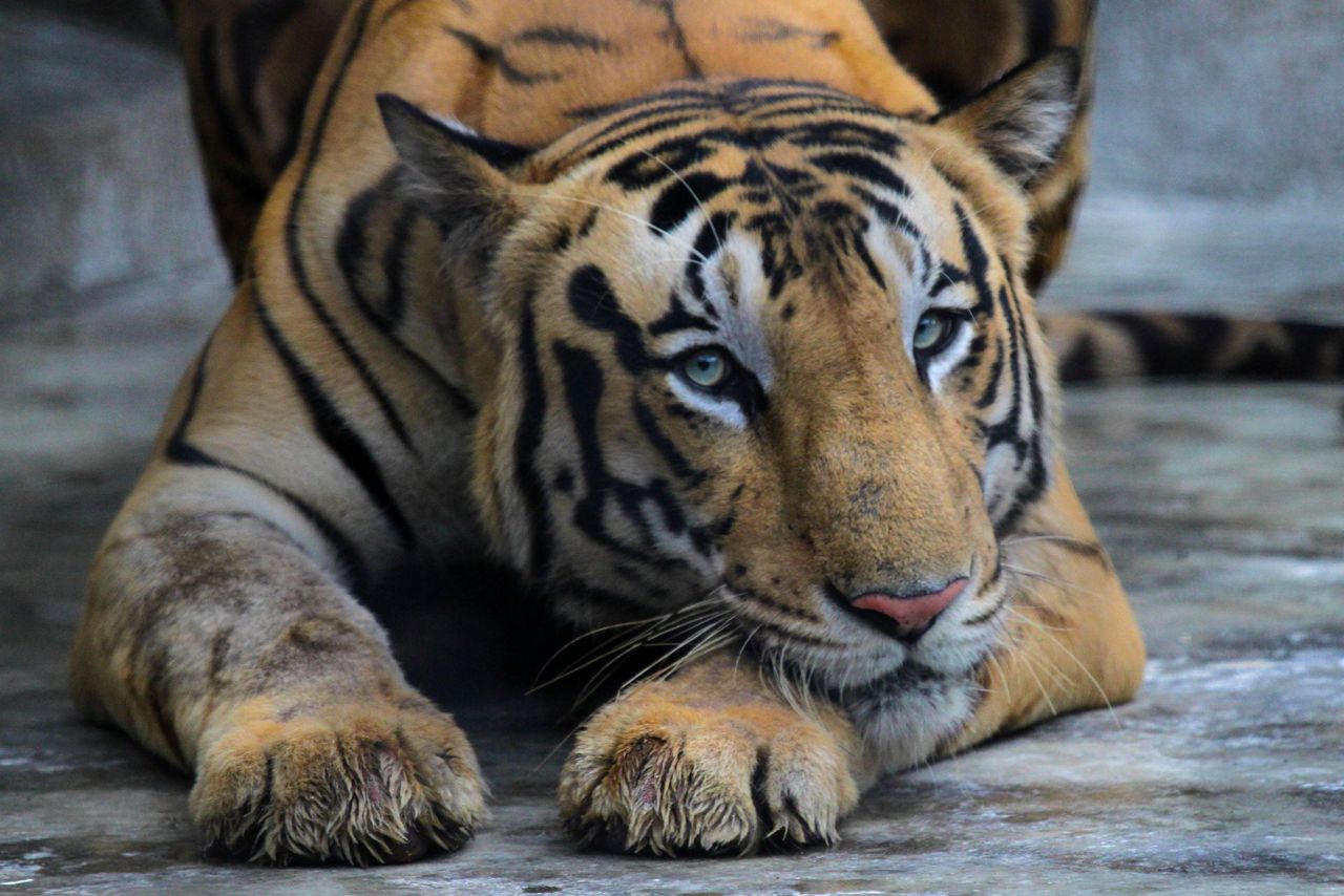 India's tiger population rises to nearly 3,000 animals
