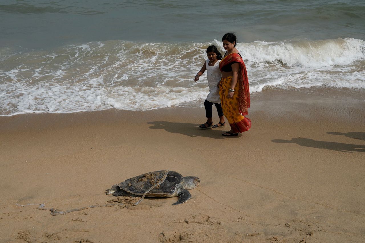 Authorities ramp up efforts to protect sea turtles as deaths on India's ...
