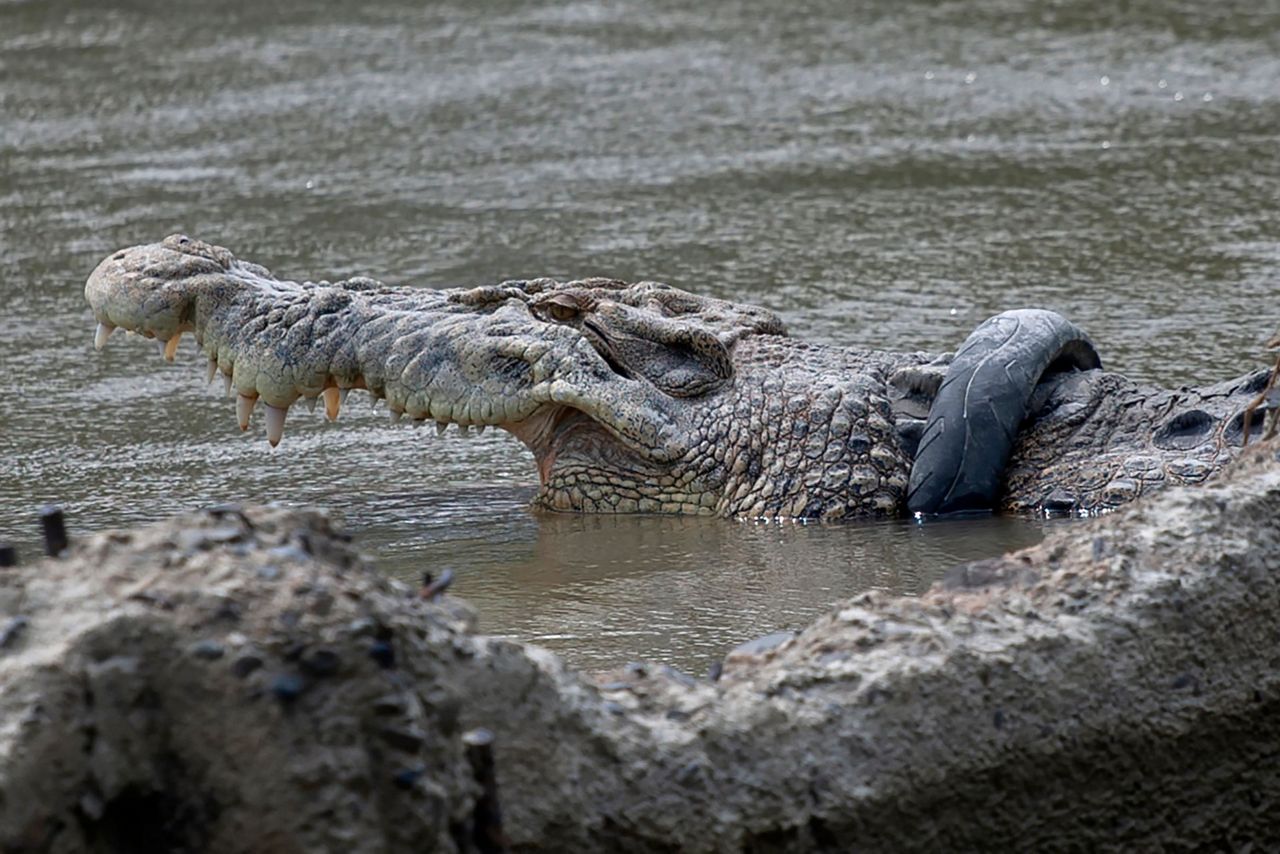 Indonesia frees croc from tire stuck on its neck for 6 years