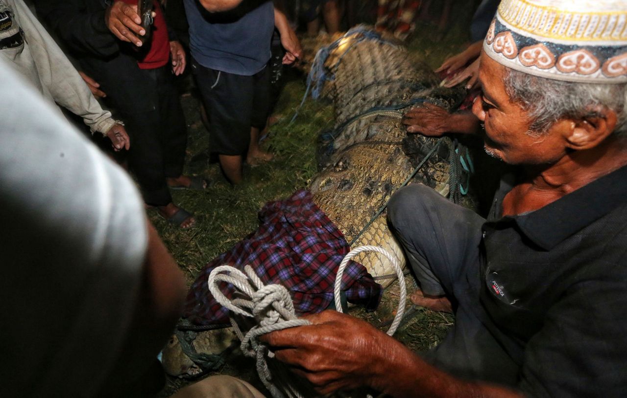 Indonesia frees croc from tire stuck on its neck for 6 years