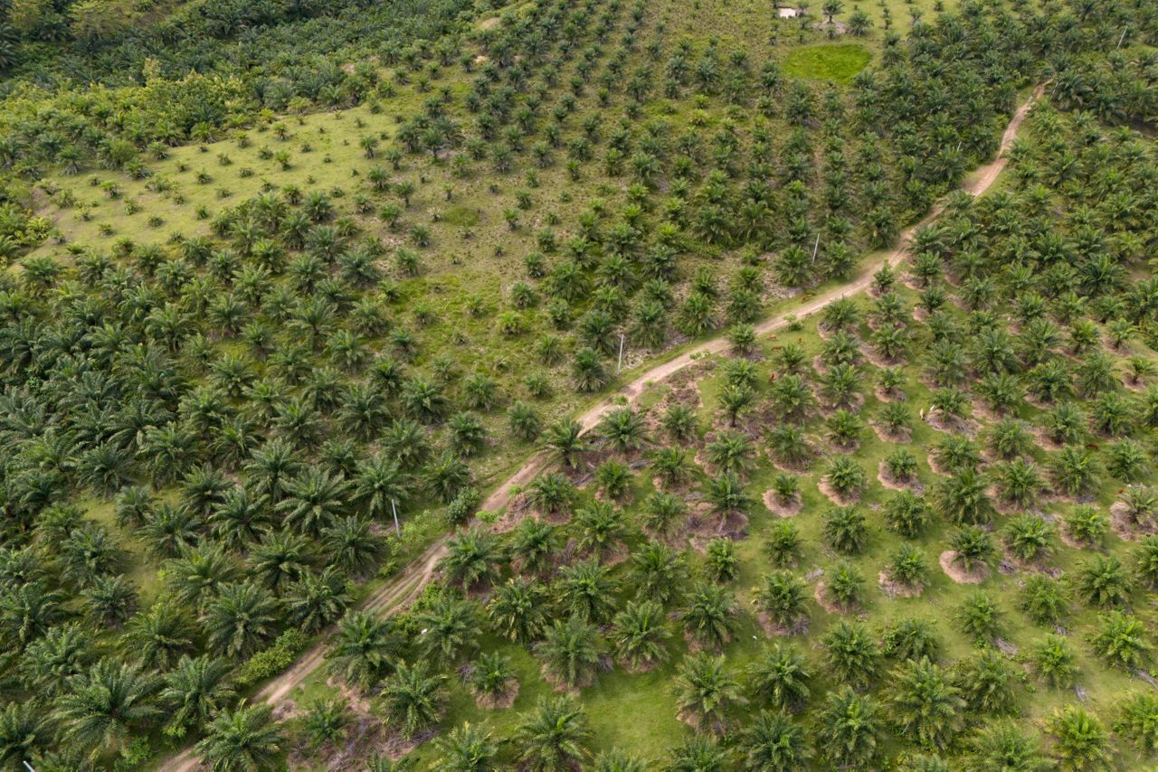 A study finds Indonesia's deforested land is often left idle. But some ...