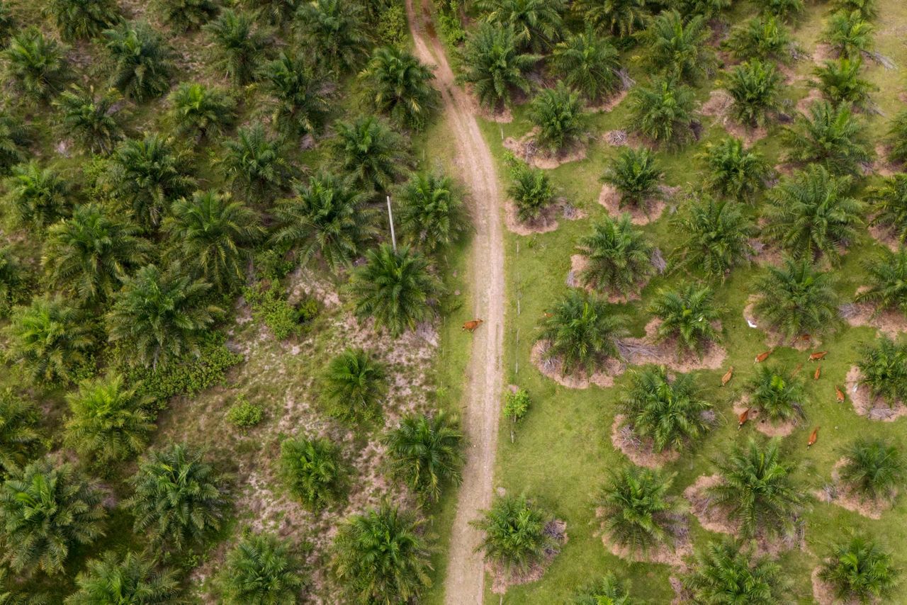 Deforestation in Indonesia spiked last year, but resources analyst sees ...