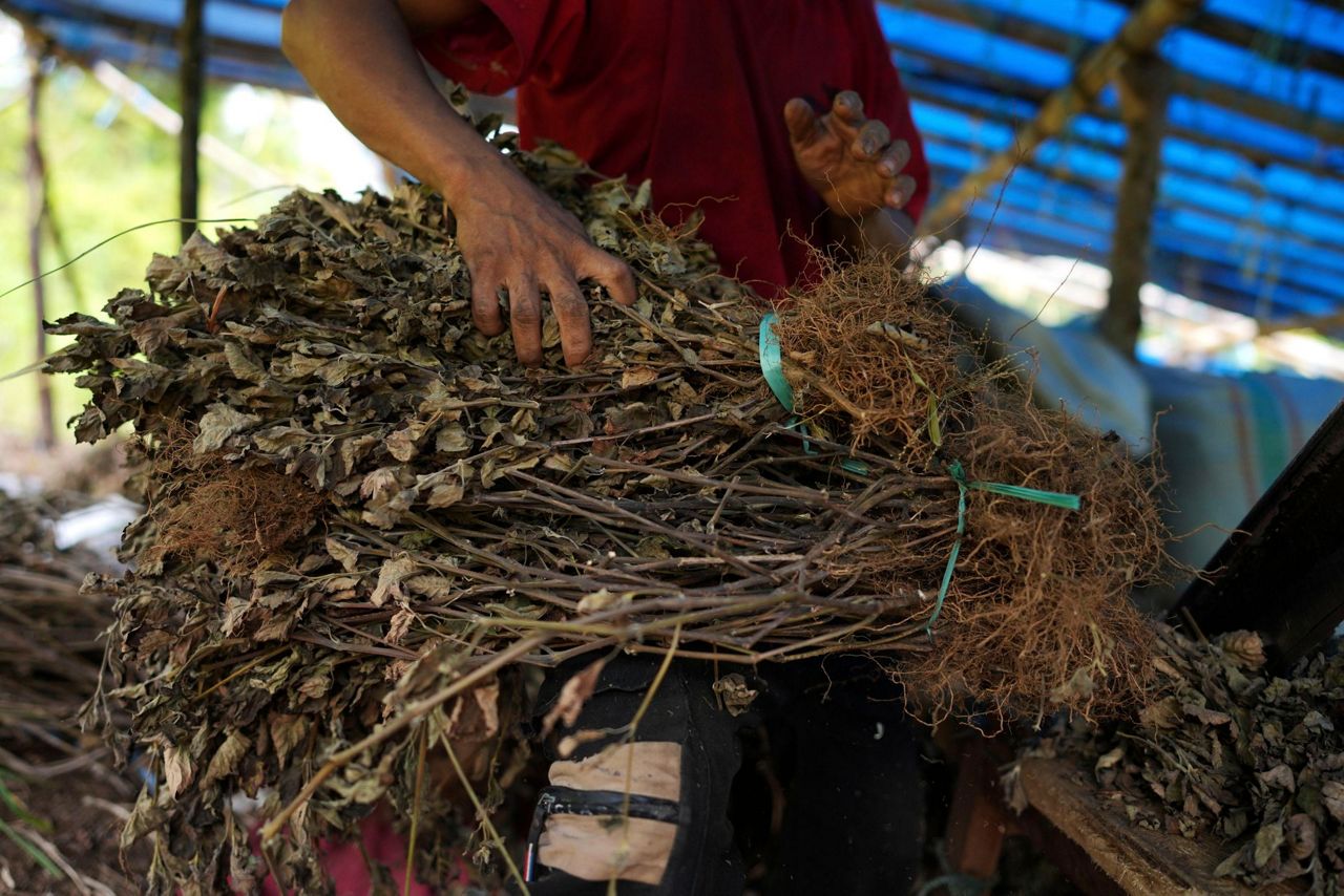 Social media trends are driving Indonesia's patchouli oil industry. The ...