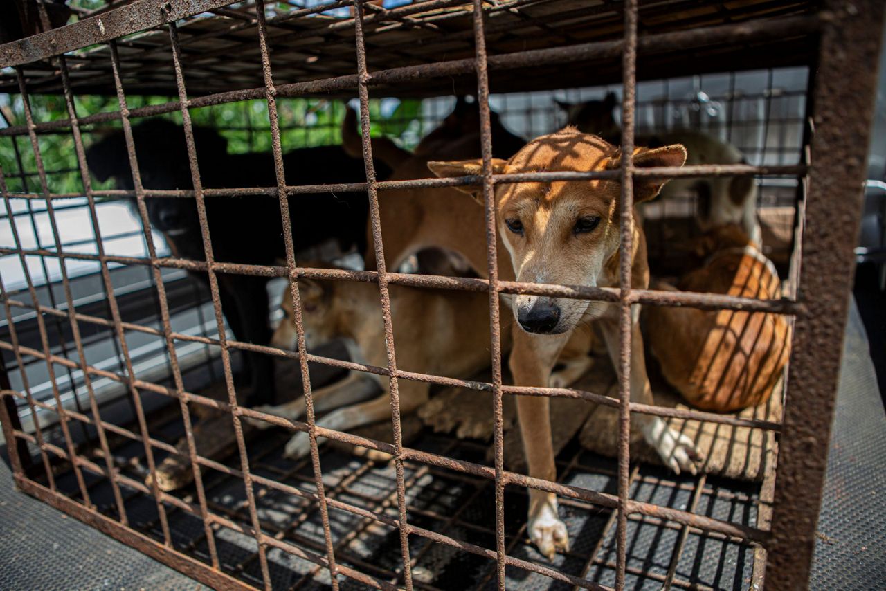 A notorious Indonesian animal market has ended its brutal dog and cat ...