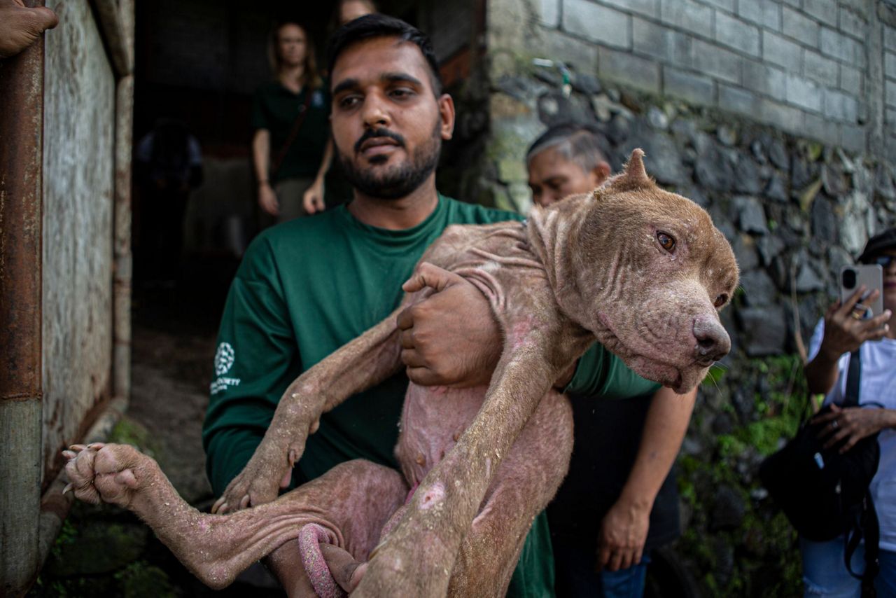 A notorious Indonesian animal market has ended its brutal dog and cat ...