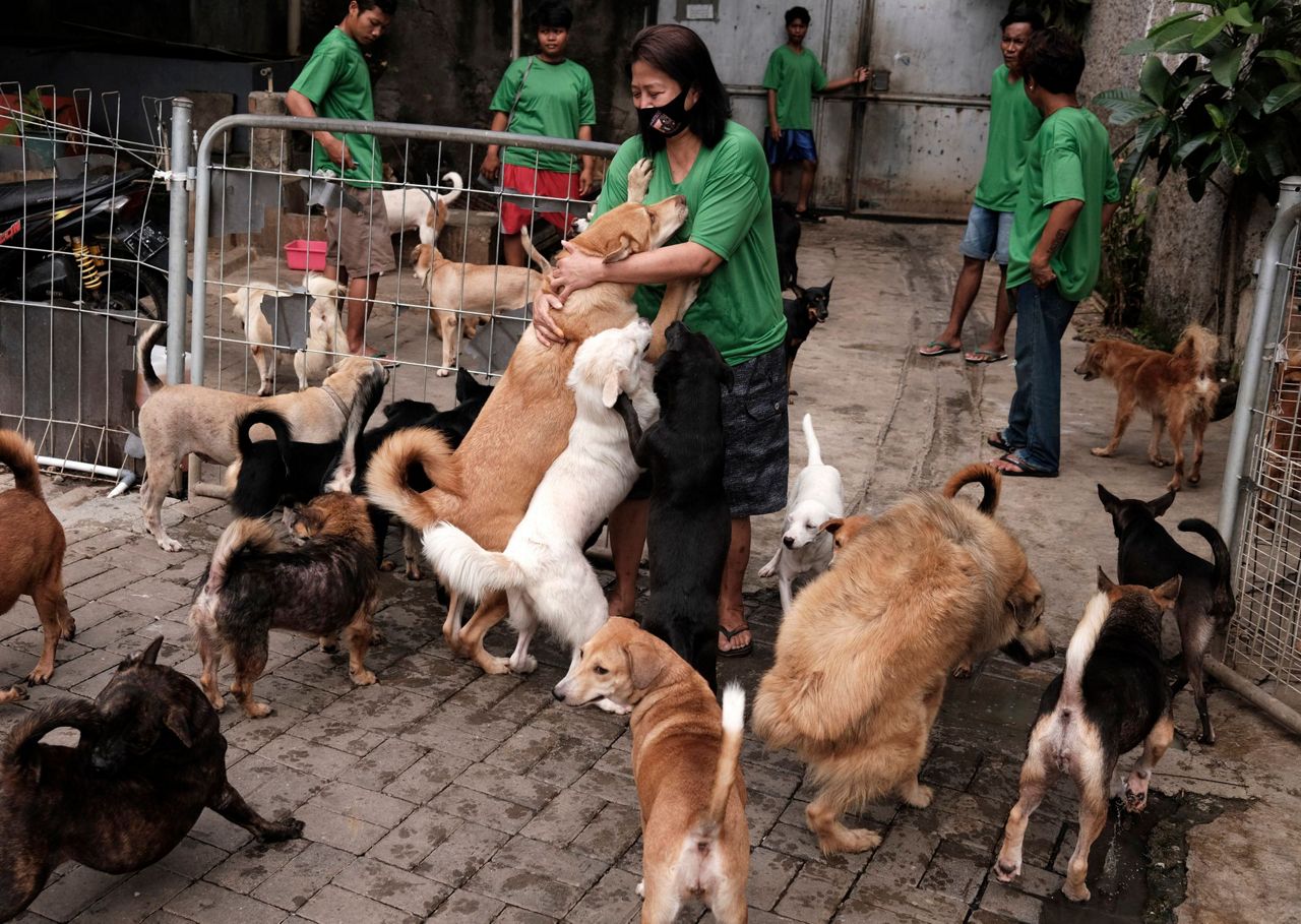 AP PHOTOS: Indonesia shelter sees surge in abandoned dogs
