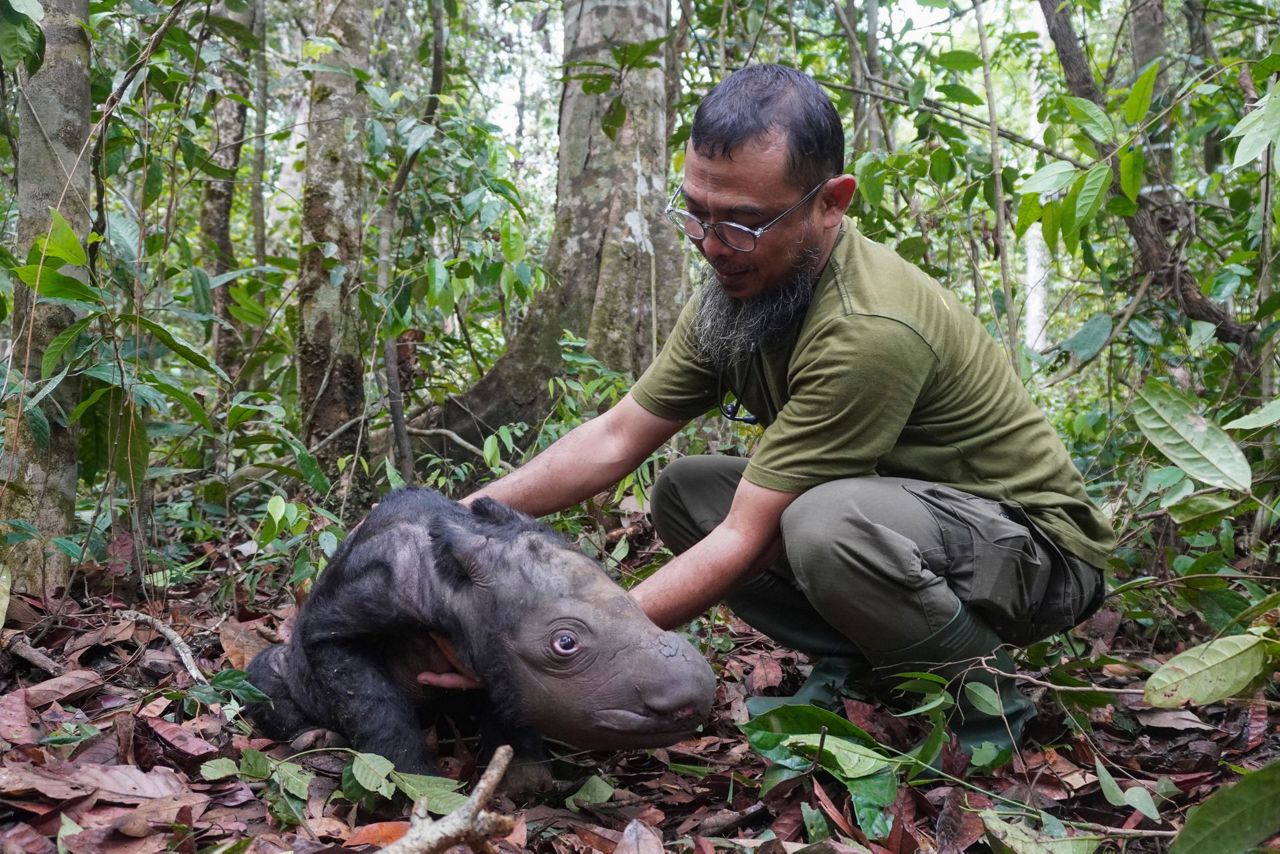 A critically endangered Sumatran rhino named Delilah successfully gives ...