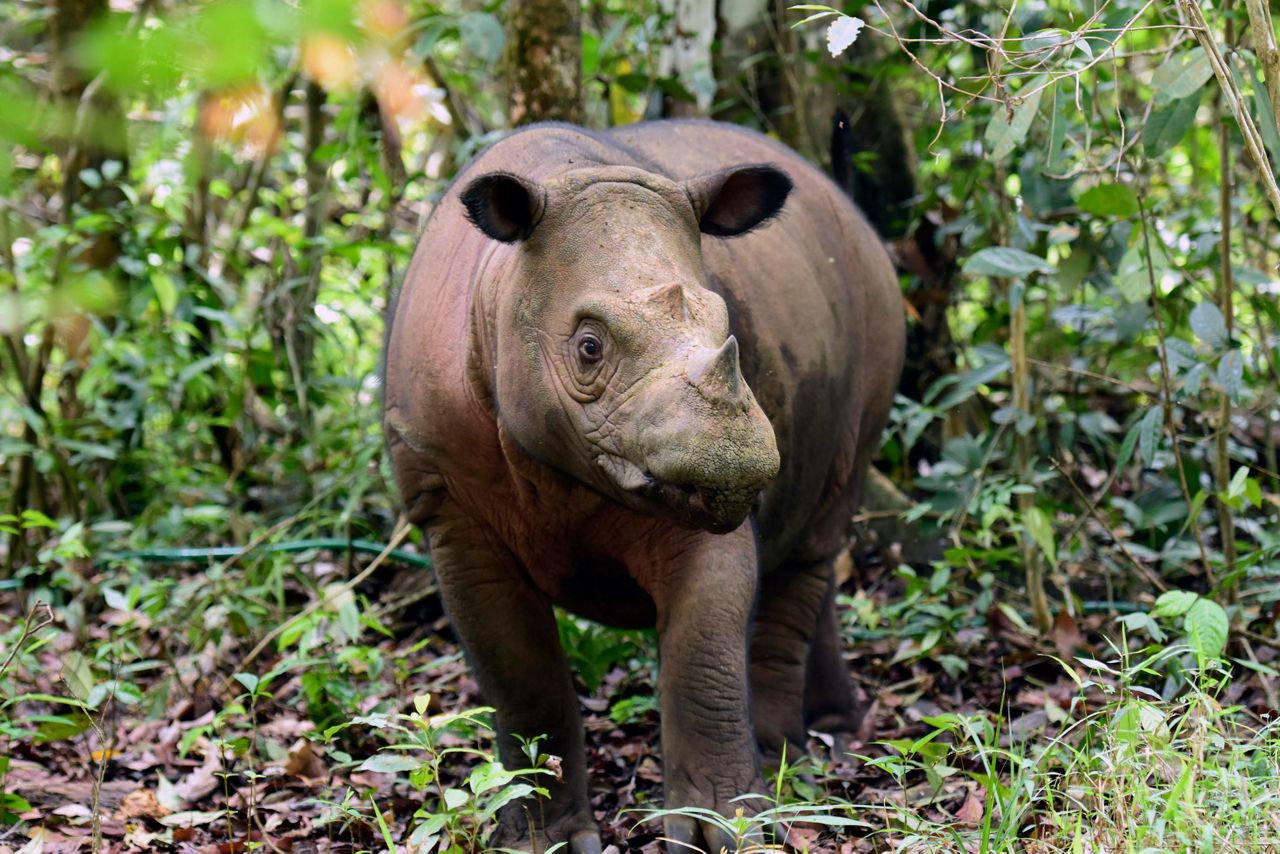 A critically endangered Sumatran rhino named Delilah successfully gives ...