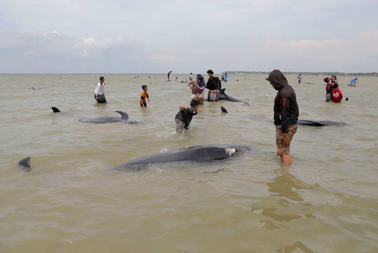3 of 45 pilot whales survive mass stranding in Indonesia