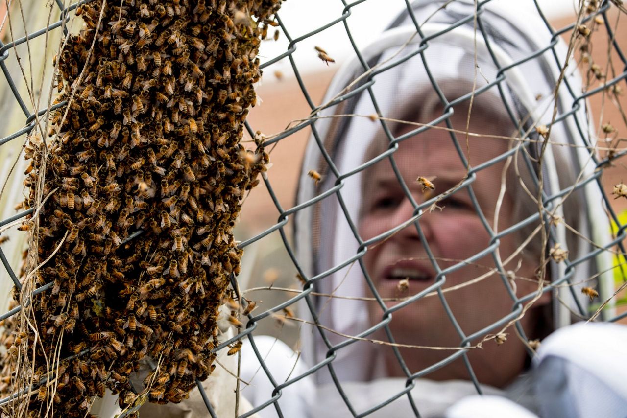 Scientists decry death by 1,000 cuts for world's insects