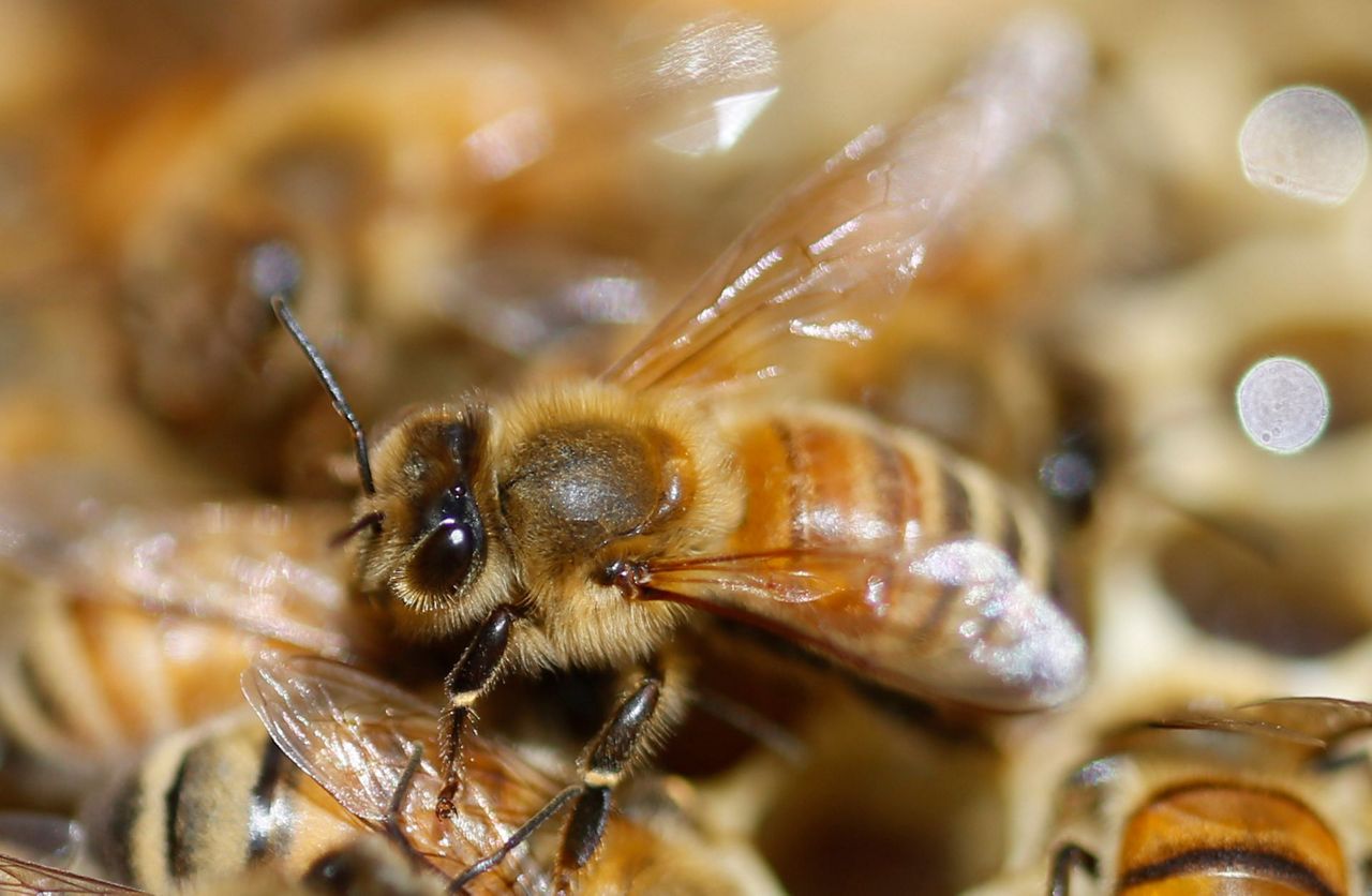 Scientists decry death by 1,000 cuts for world's insects