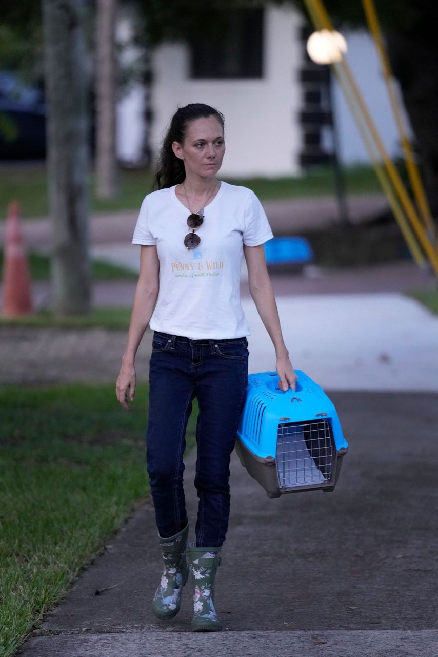 Groups working to round up domesticated rabbits that have been running ...