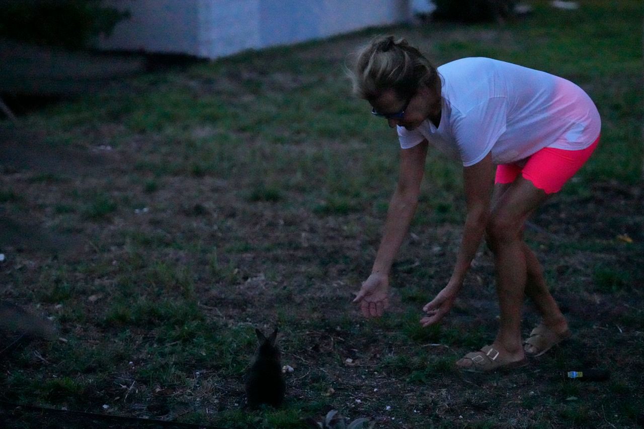 Groups working to round up domesticated rabbits that have been running ...