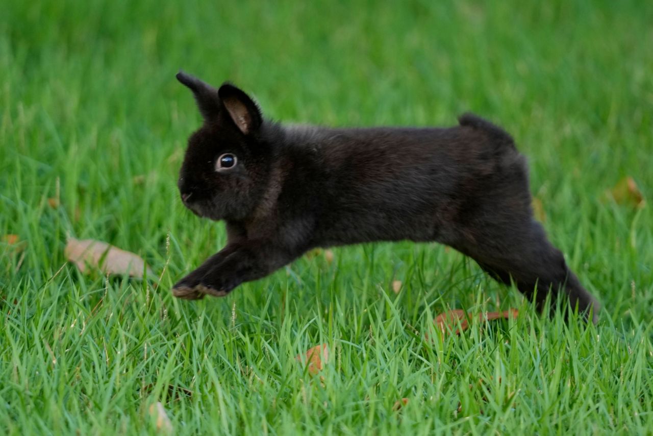 Groups working to round up domesticated rabbits that have been running ...