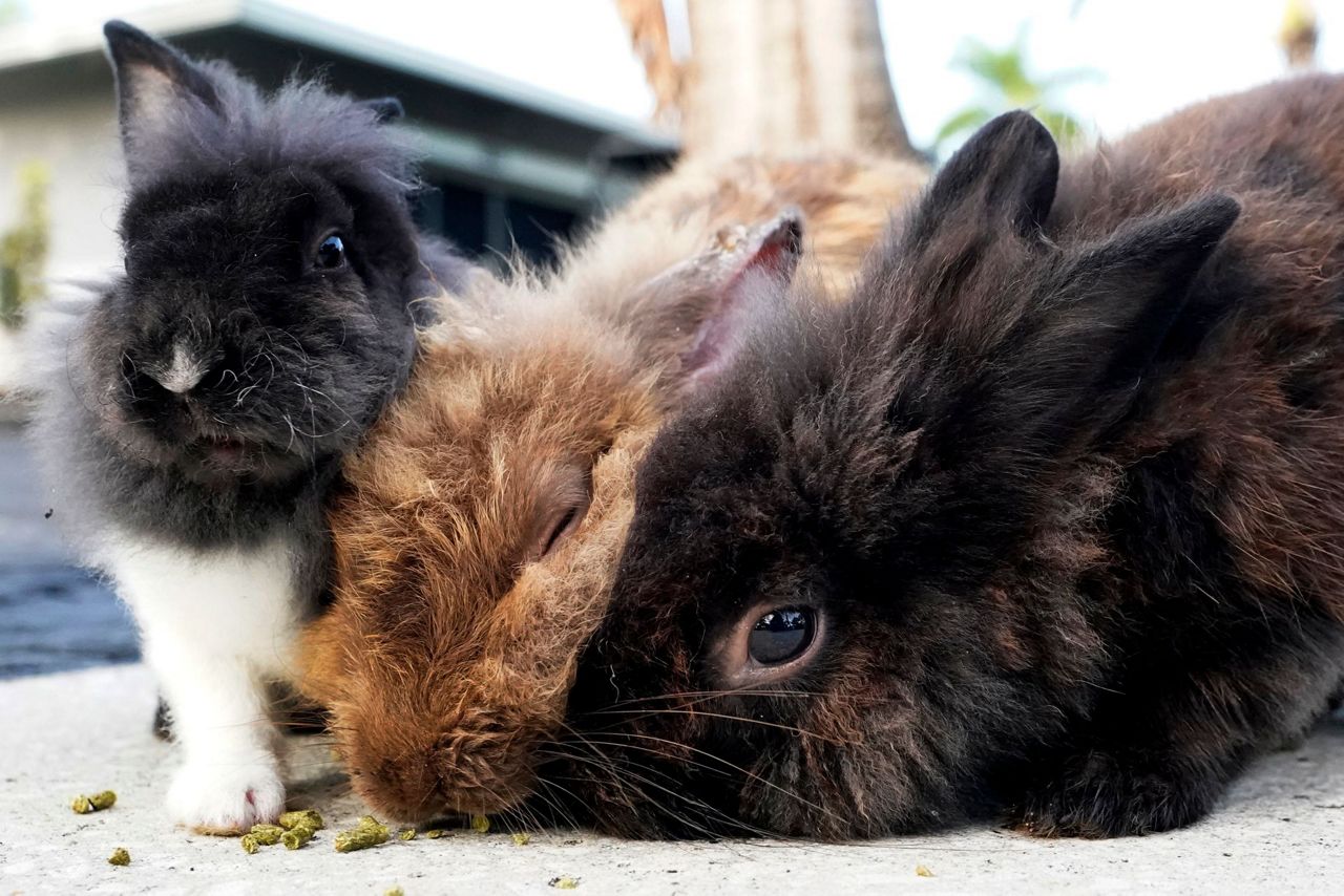 Fuzzy invasion of domestic rabbits has a Florida suburb hopping into a ...
