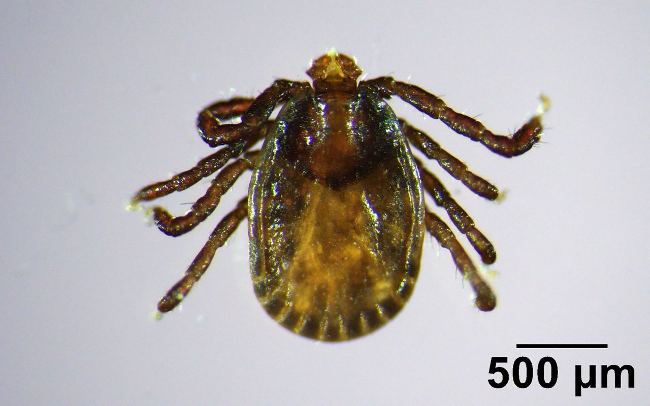 Invasive, disease-carrying tick found in Maine, the farthest northeast ...