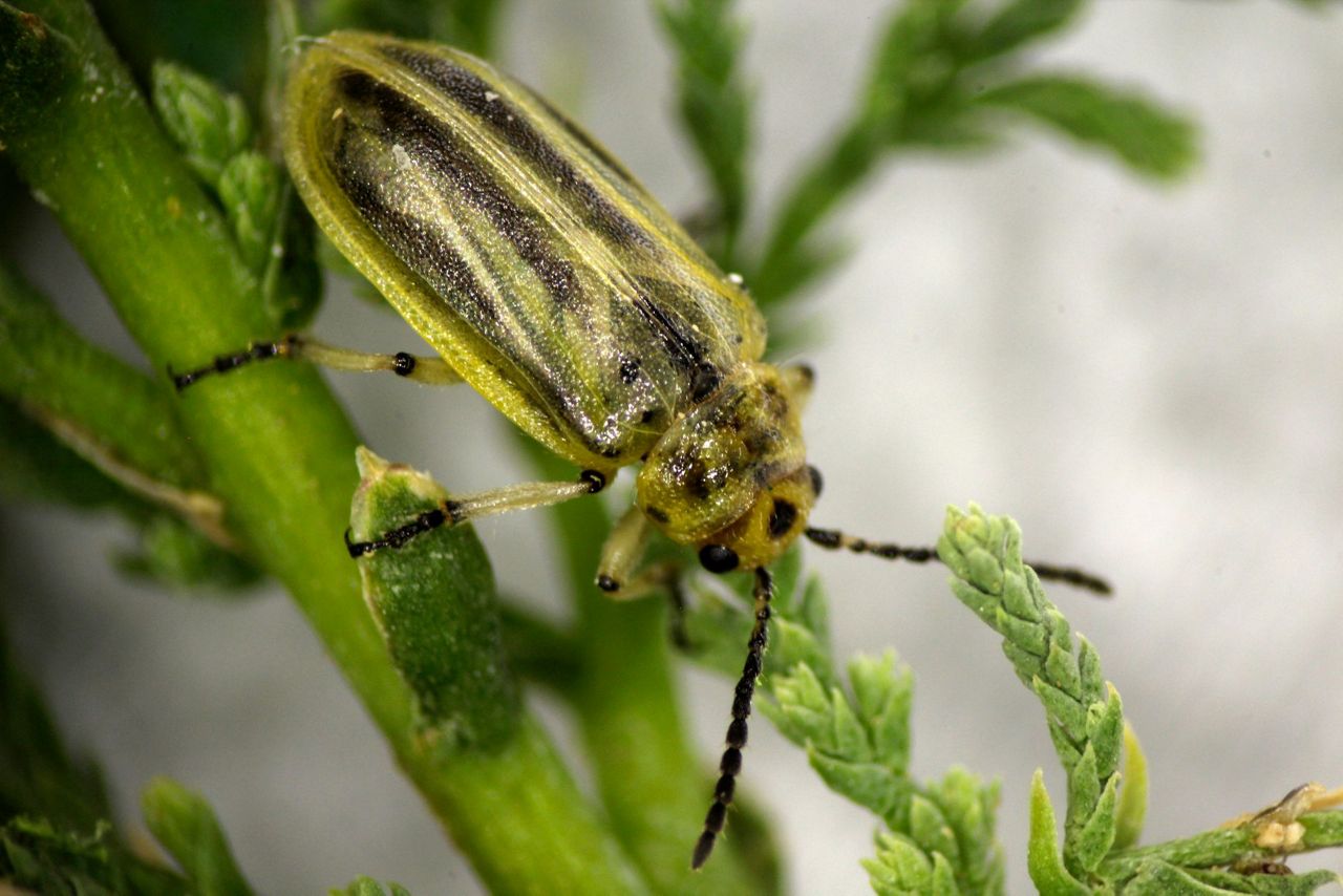 Beetle that feeds on invasive tree is spreading in US West