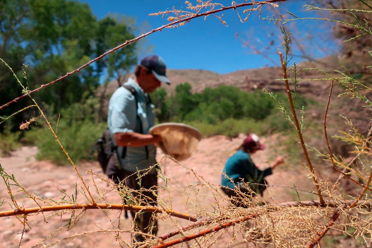 Beetle that feeds on invasive tree is spreading in US West