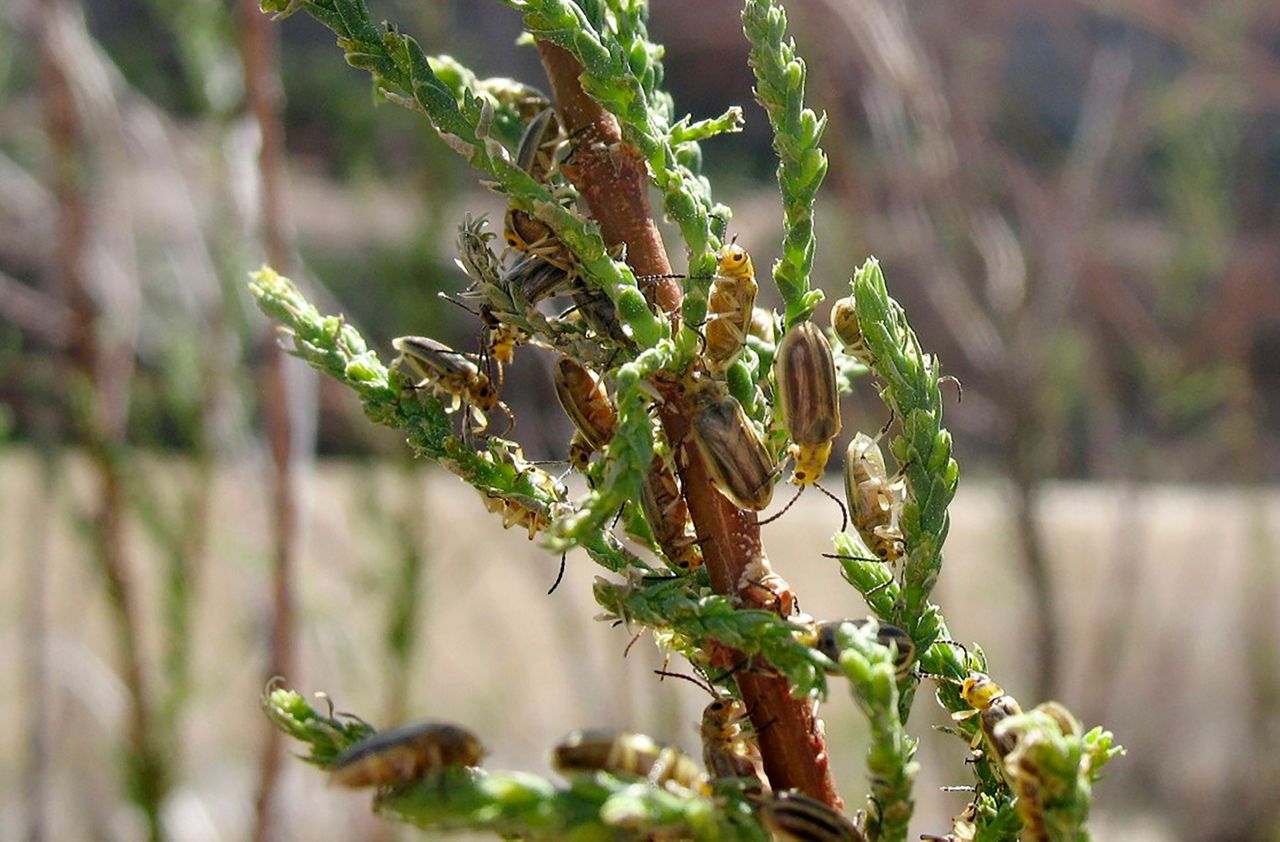 Beetle that feeds on invasive tree is spreading in US West