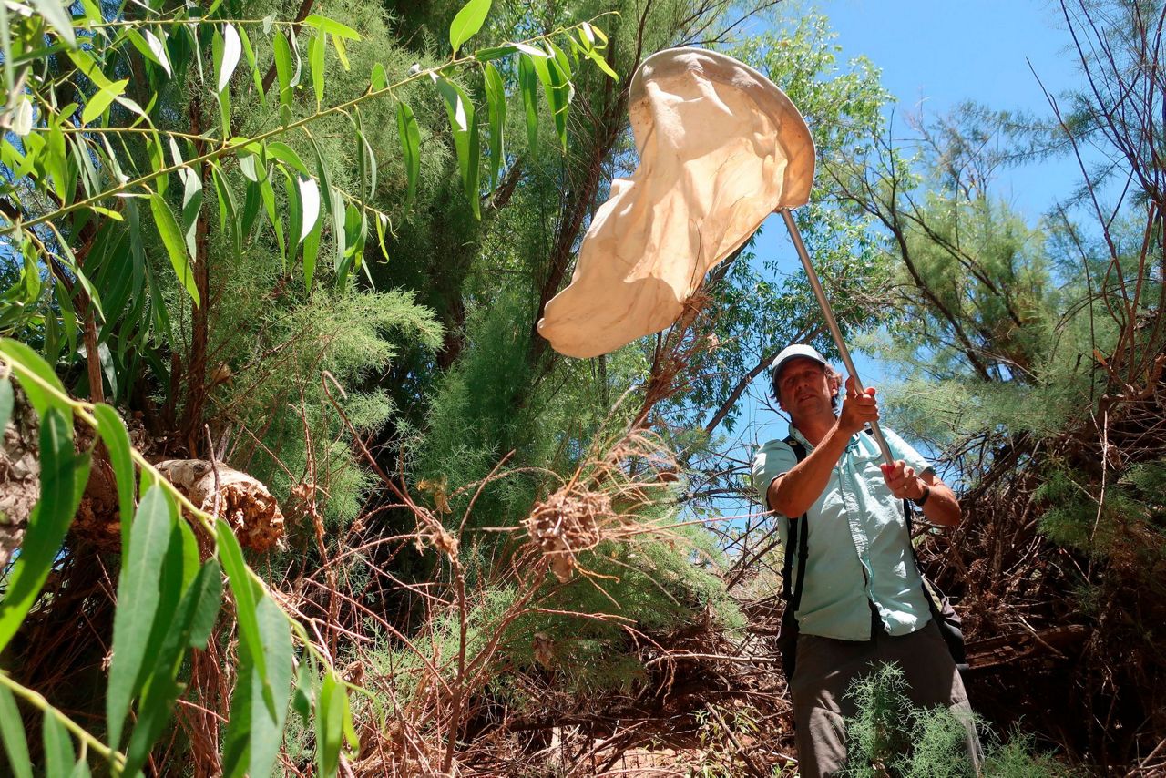 Beetle that feeds on invasive tree is spreading in US West