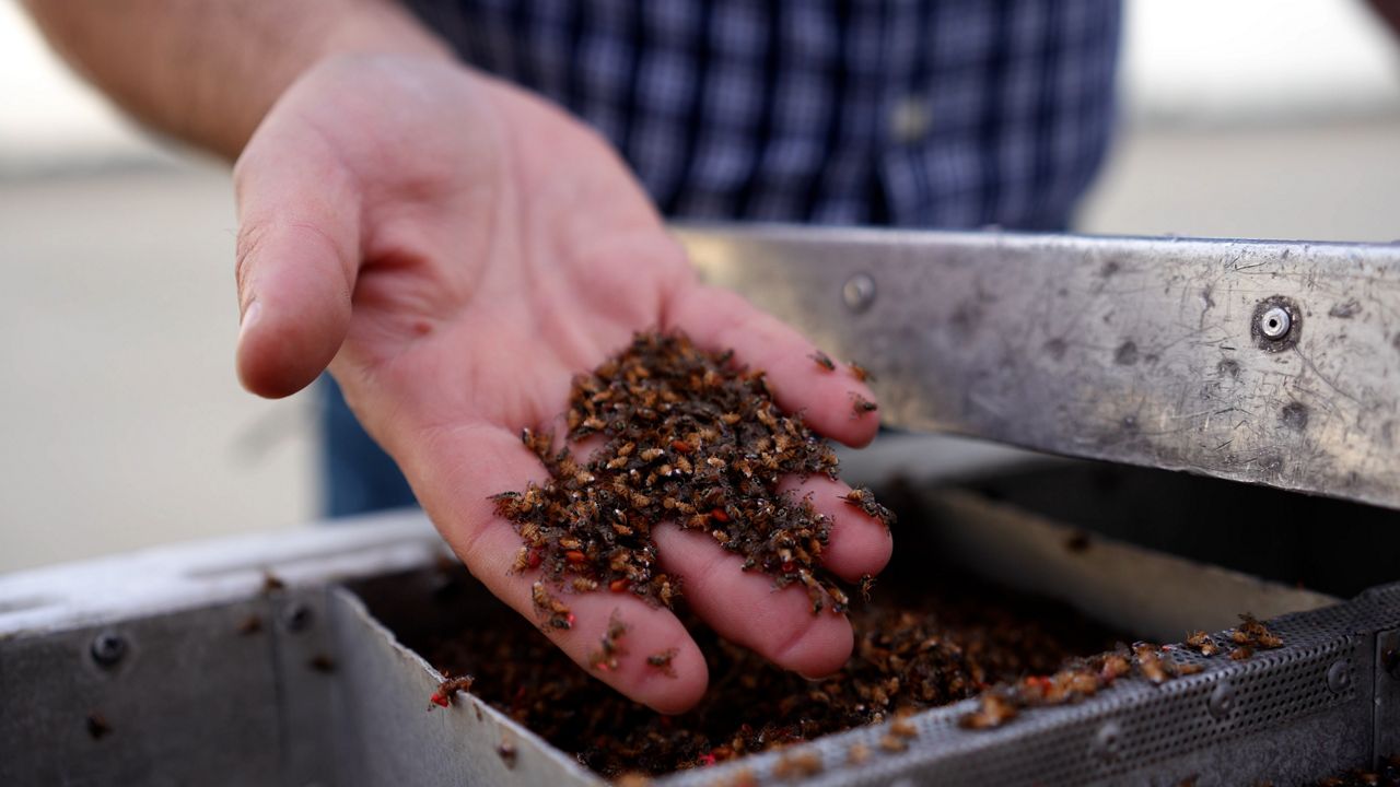 Millions of flies dropped over Los Angeles