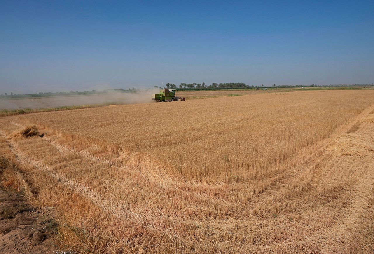 Severe water shortages strain wheat harvest in Iraq