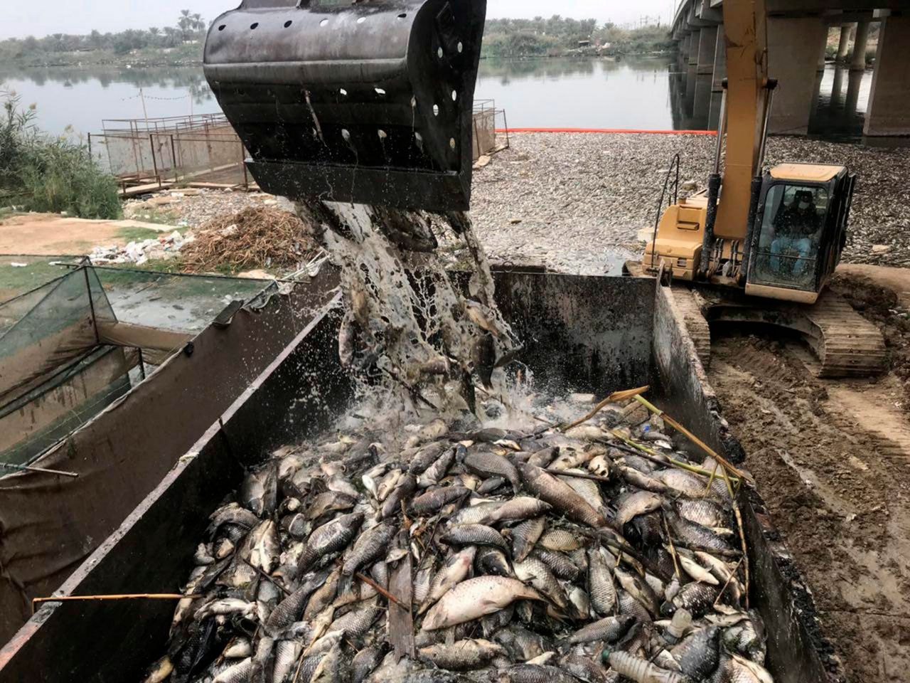 Carp 'annihilated' as Iraq's water pollution woes worsen