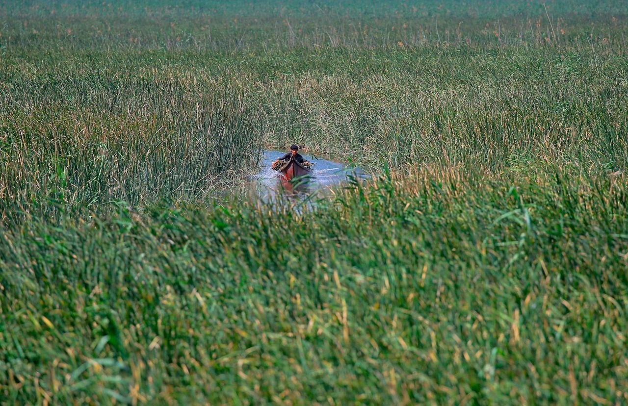 In Iraq's iconic marshlands, a quest for endangered otters