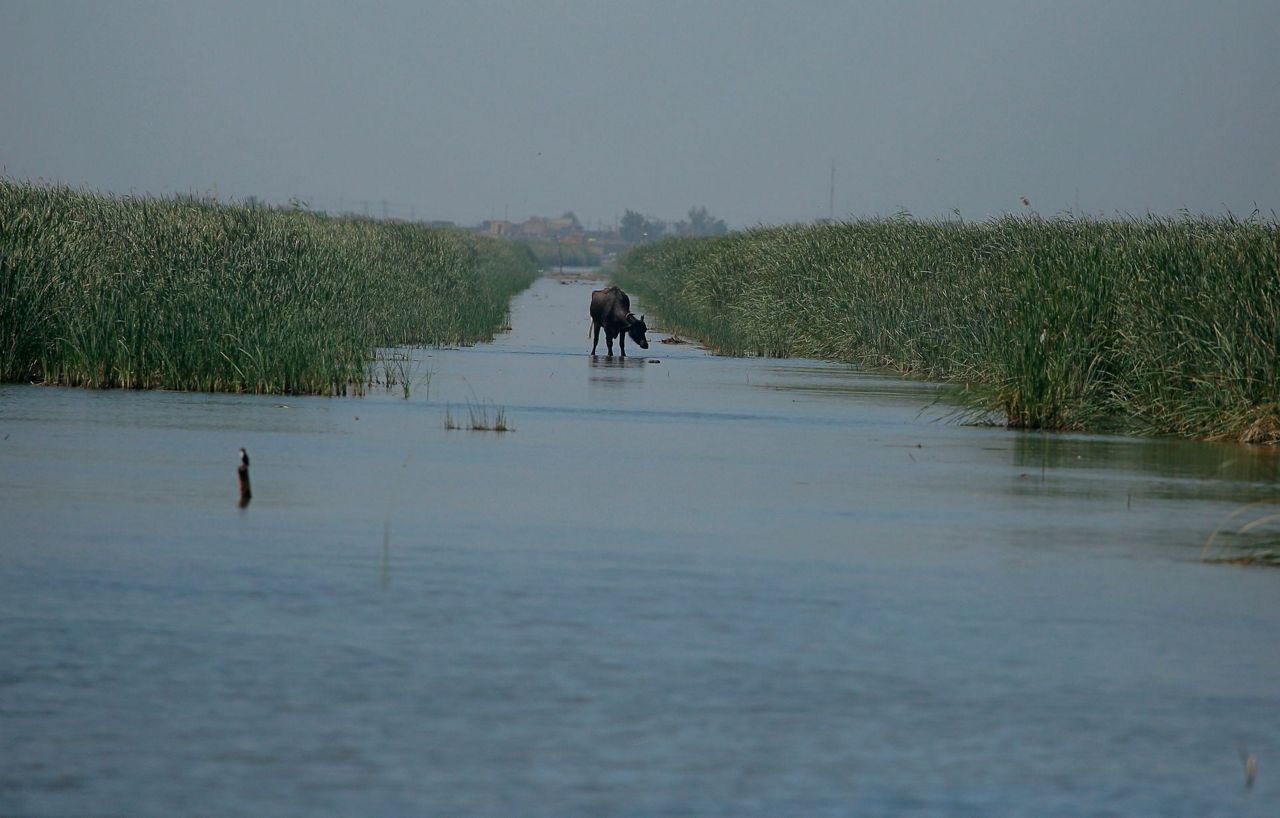 In Iraq's iconic marshlands, a quest for endangered otters