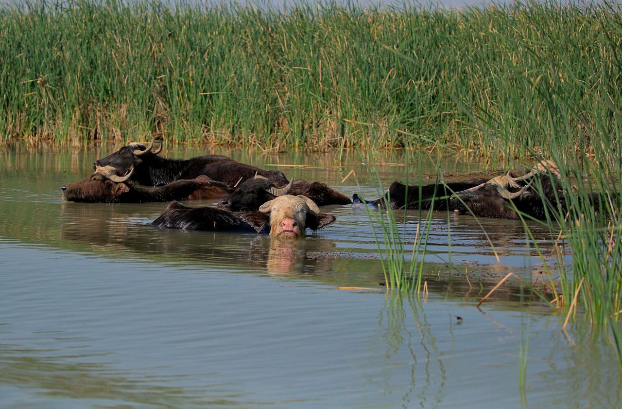 In Iraq's iconic marshlands, a quest for endangered otters