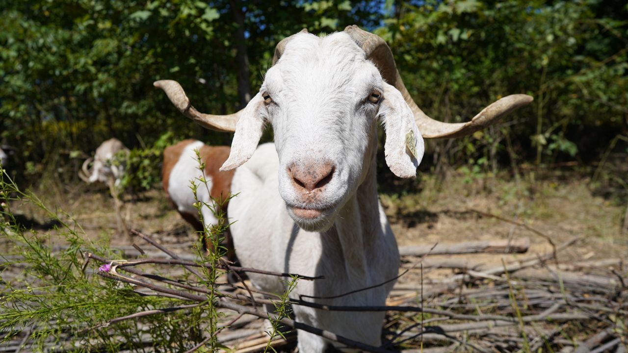 Herd of goats getting the job done at Iroquois PArk