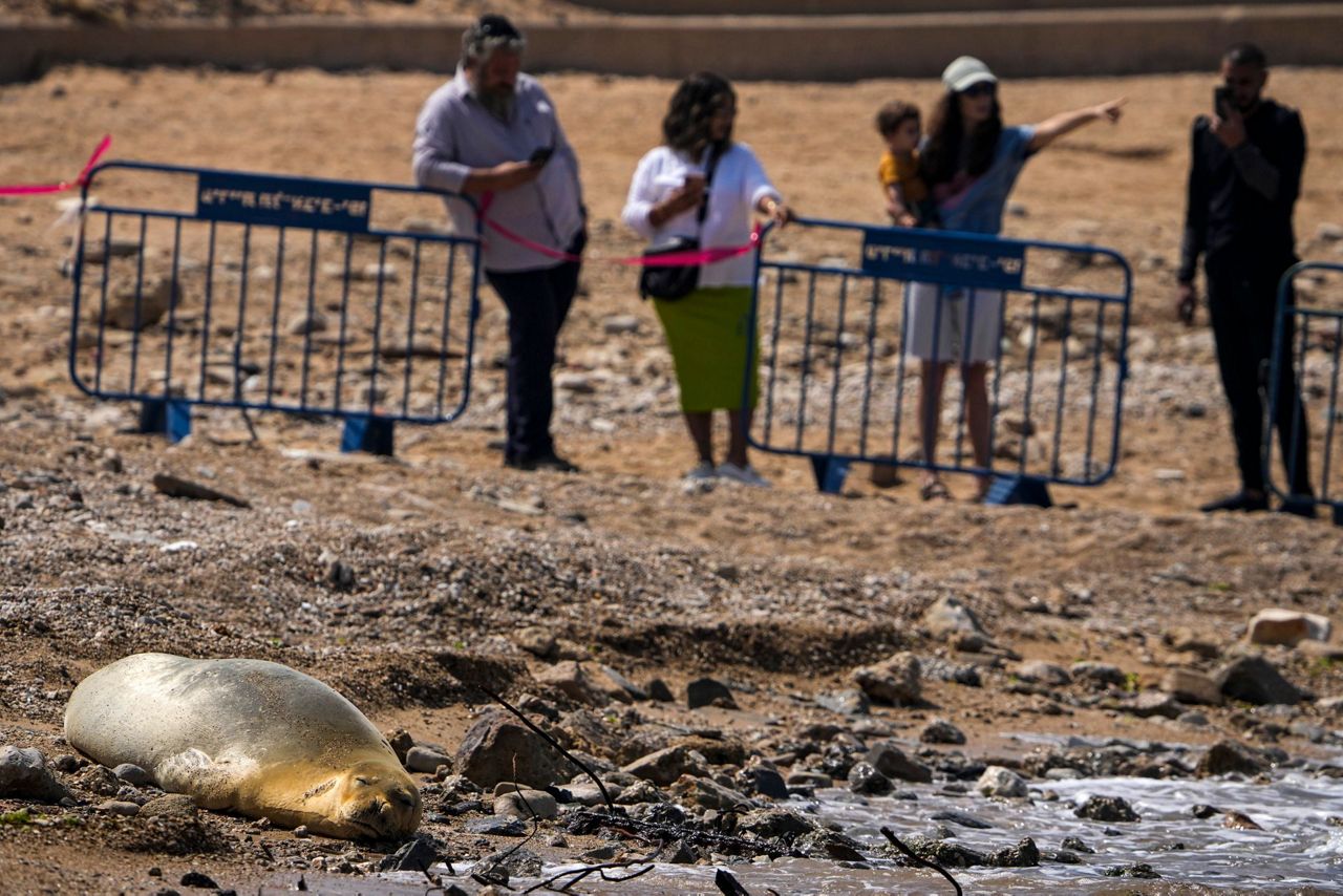 A rare, endangered seal named Yulia basks on Tel Aviv beach