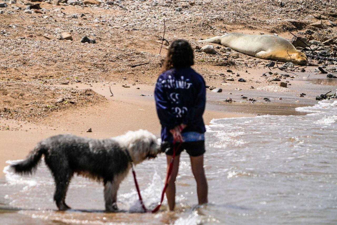 A rare, endangered seal named Yulia basks on Tel Aviv beach