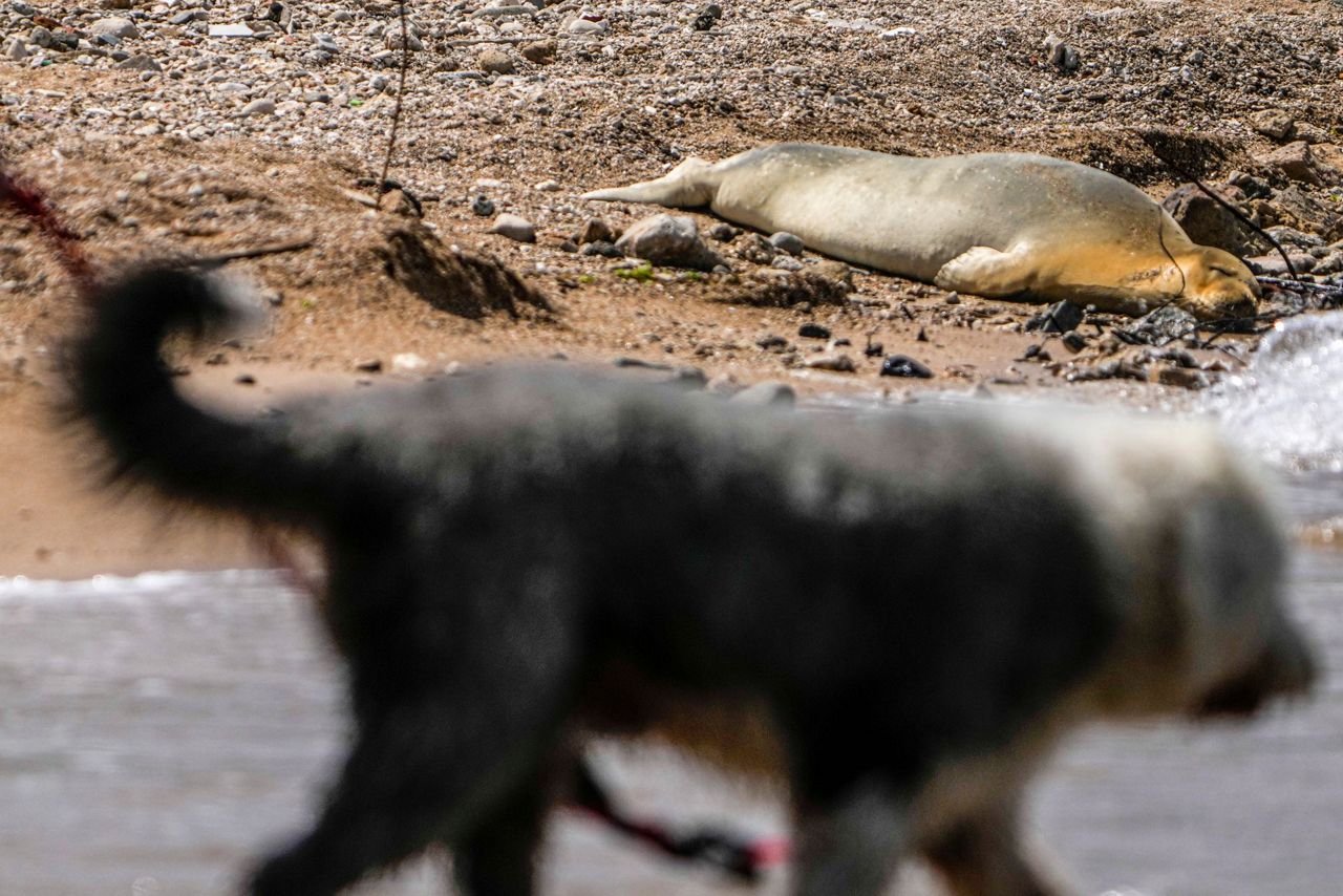 A rare, endangered seal named Yulia basks on Tel Aviv beach