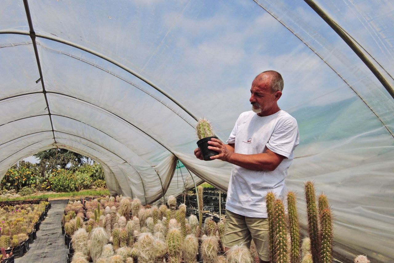 Rare poached cacti found in Italy sent home to native Chile
