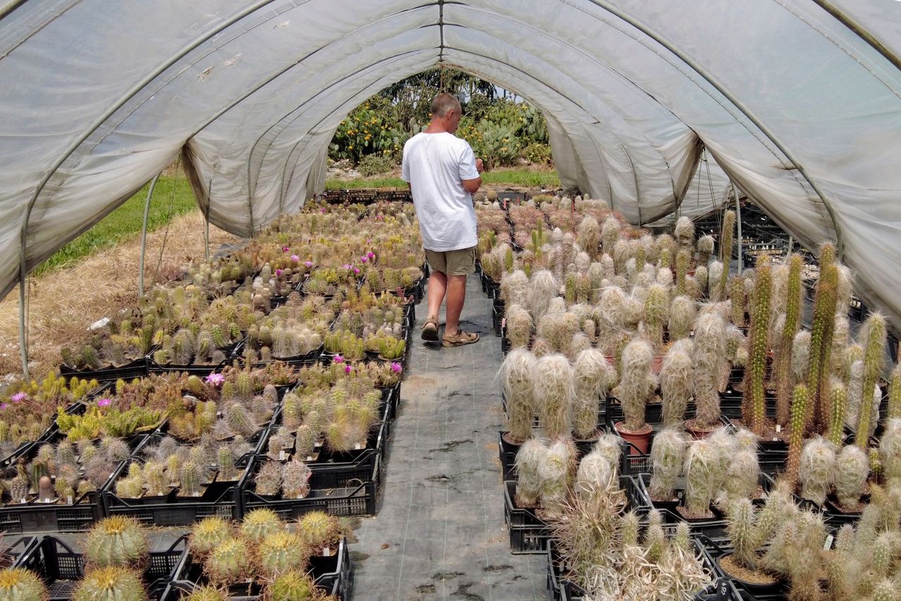 Rare poached cacti found in Italy sent home to native Chile