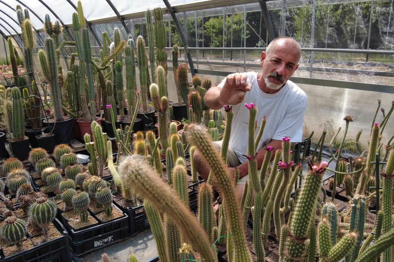 Rare poached cacti found in Italy sent home to native Chile
