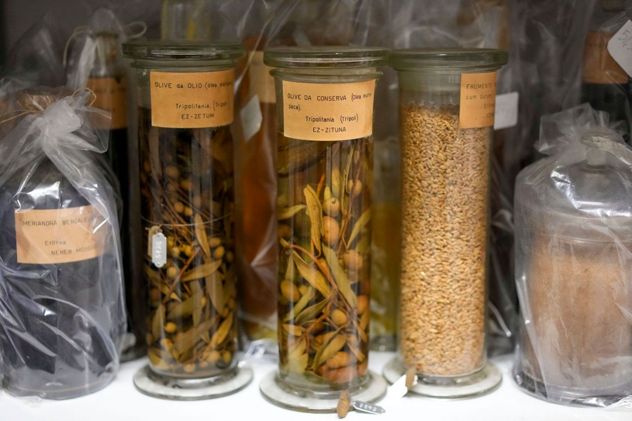 Italy begins to reckon with Fascist-era colonial collections