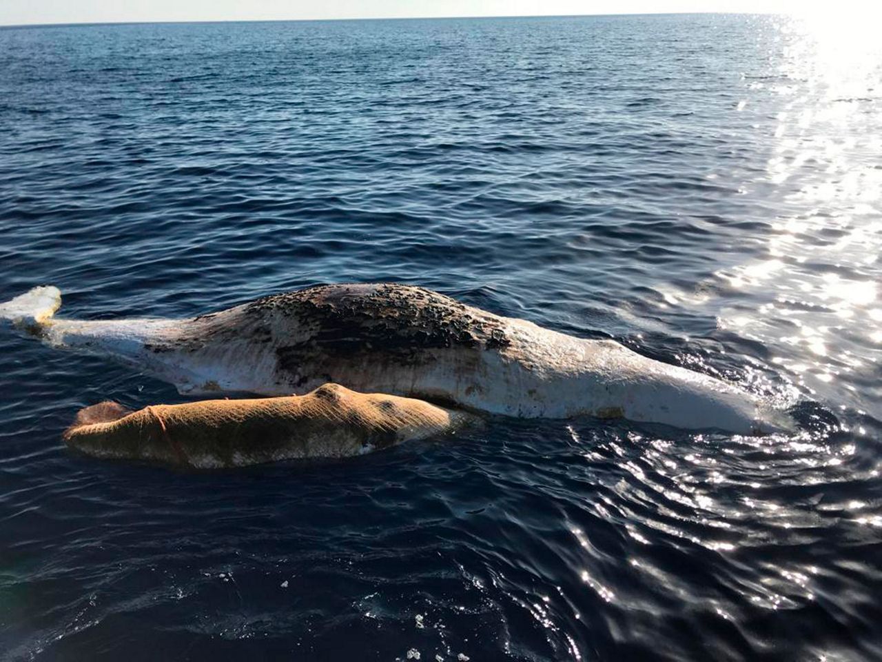 Mother sperm whale and baby dead in fishing net off Italy