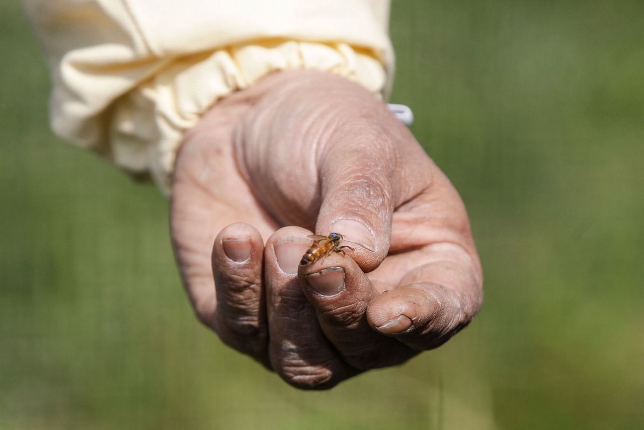 Milan gets buzzier with 1 million bees in designer hives