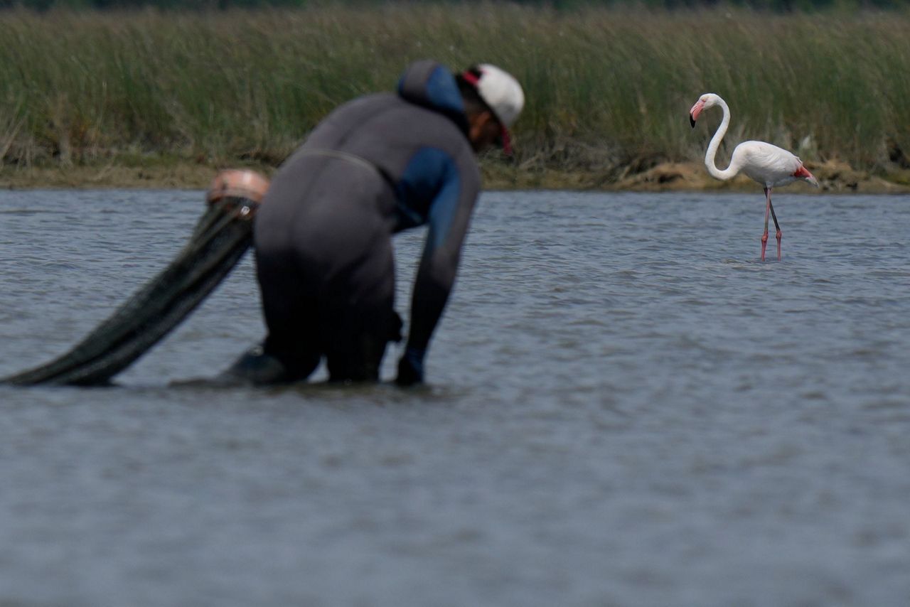Venice’s growing flamingo population finds refuge in recovering wetlands