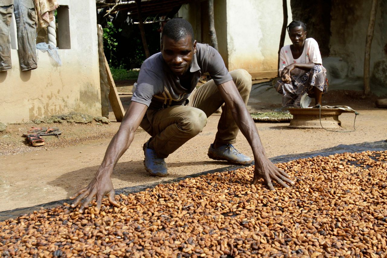 Cocoa farmers fear climate change lowering crop production