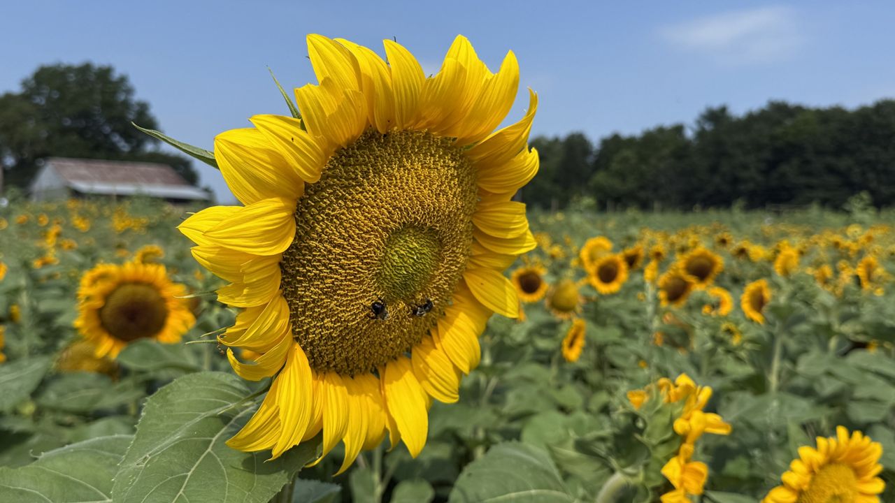 West Michigan sunflowers near peak bloom