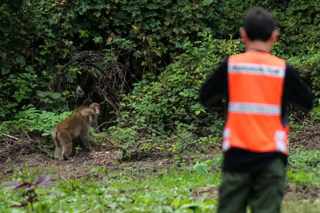 In Japan's Northern Alps, residents battle monkeys to protect homes and ...